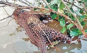 3-yr-old leopard found dead in Telugu Ganga canal