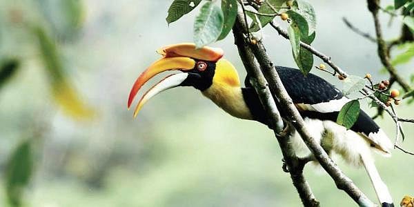How much do you know about Kerala's birds?