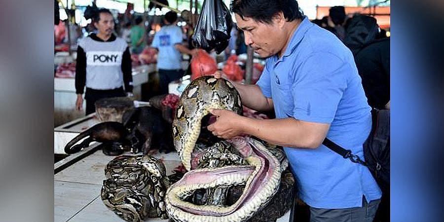 Are snakes the original source of new coronavirus outbreak in China?