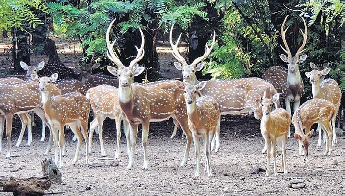 Madhya Pradesh forest department translocates 13 endangered swamp deer ...