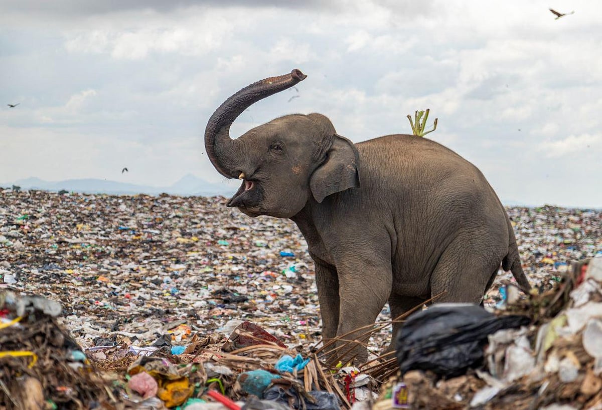 Photo story of elephants eating from garbage dump wins Sri Lankan ...