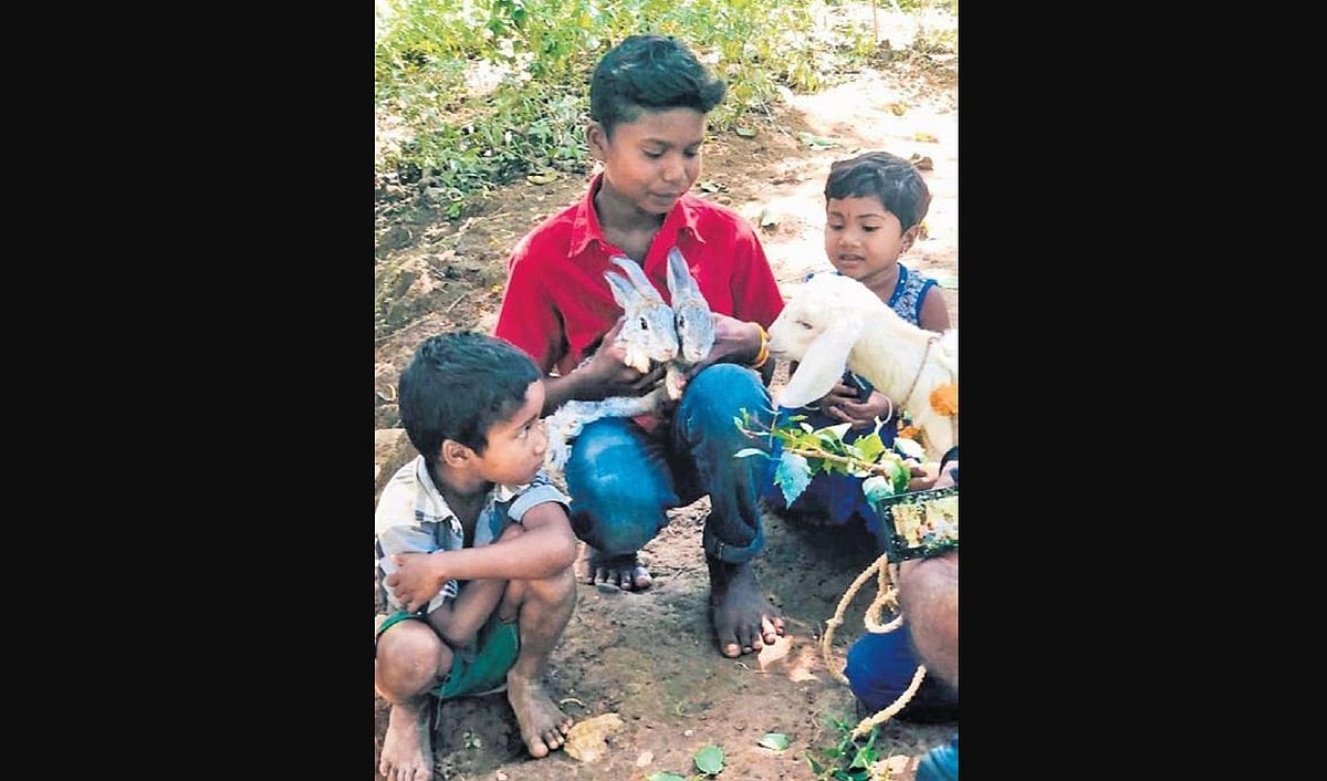 Kerala Forest Department gifts Wayanad boy rabbit kittens after he had ...