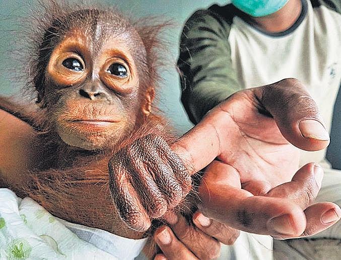 Human encroachment on nature will cause more pandemics, warns UN