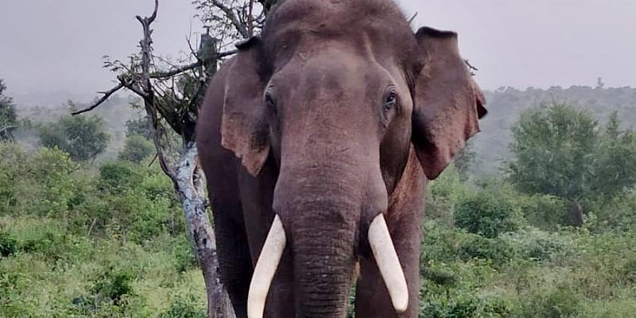 Elephant shot dead: Farmer held with gun