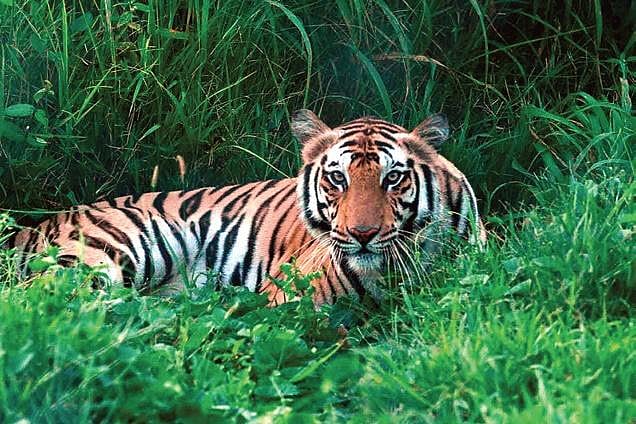 Tigress Phalguna spotted in Telangana's Kagaznagar