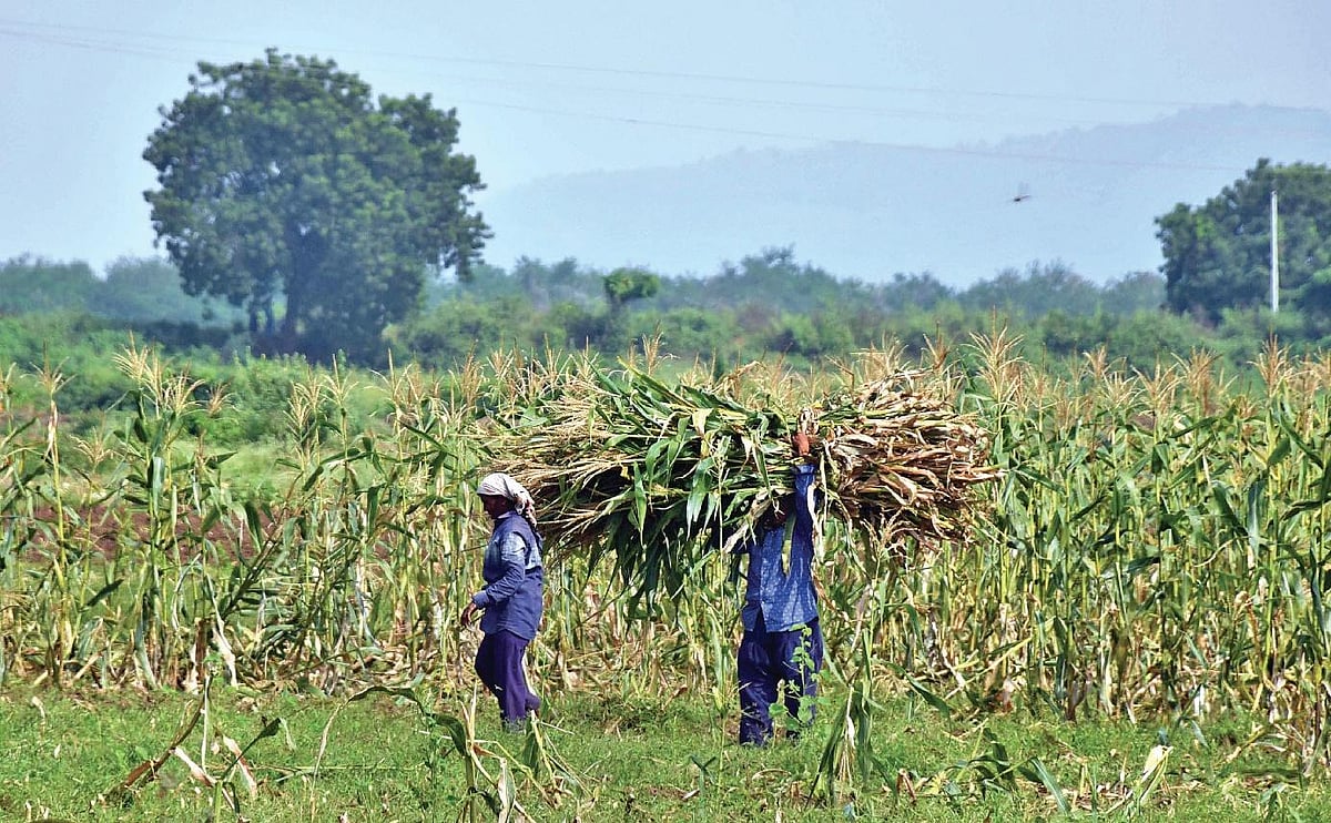 Crop insurance to be paid to Andhra Pradesh farmers on December 15