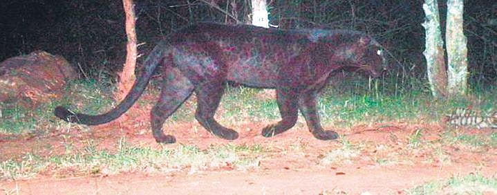 In a first, black panther spotted in MM Hills Sanctuary