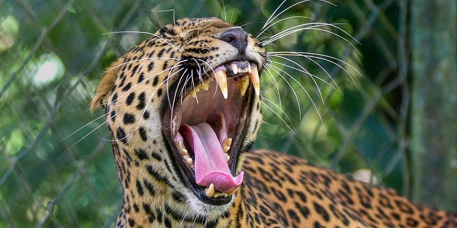 Woman saves five-year-old daughter from jaws of leopard in Maharashtra