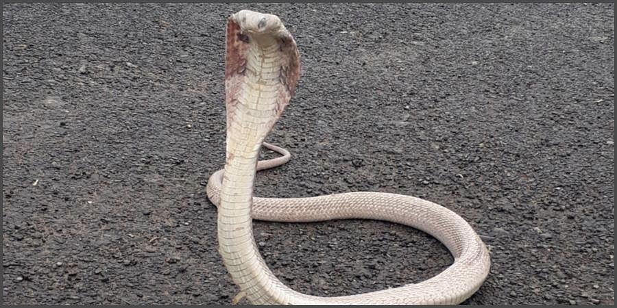 In a first, rare Albino Spectacled Cobra found in Uttarakhand