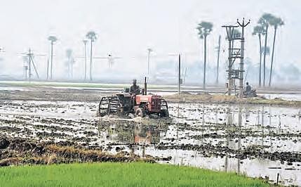 Dry paddy sowing method gaining popularity in State