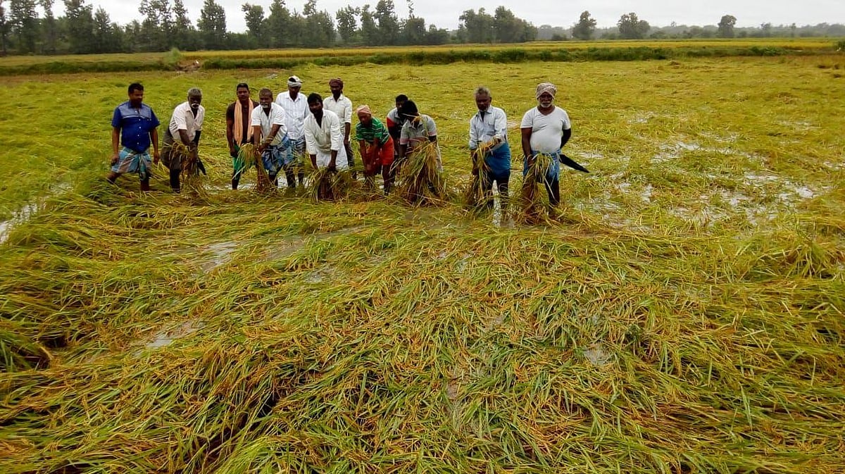 Nivar, Burevi impact: 97% of crops in Thanjavur insured