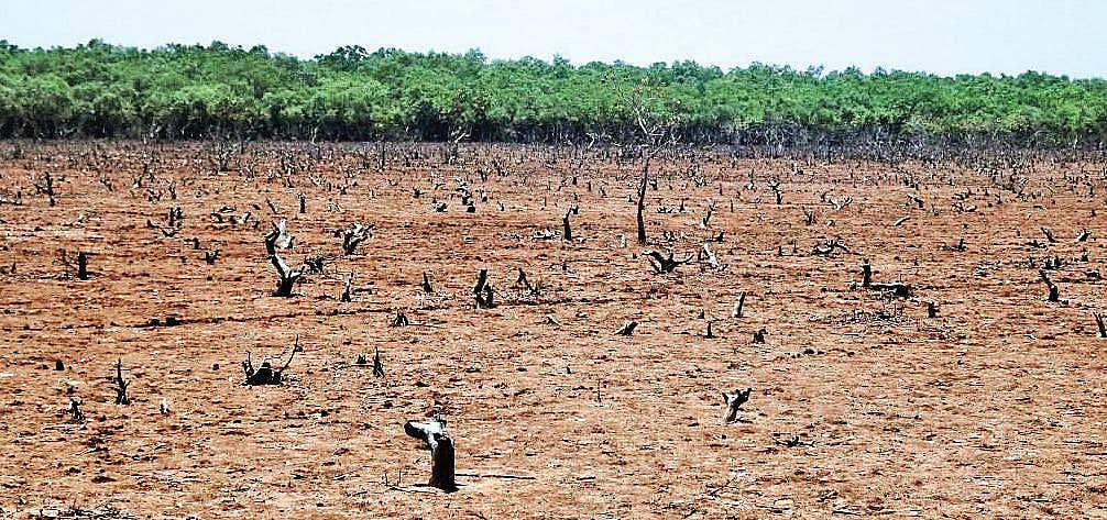 Over 3 lakh hectares of land in Odisha turn fallow in one decade