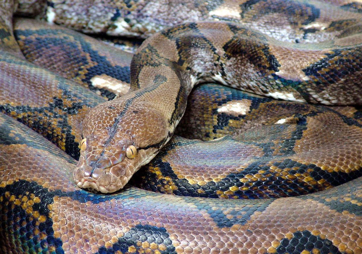 Eight-foot-long python swallows goat in Jharkhand's Palamau Tiger ...