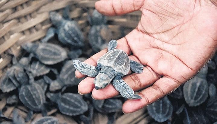 Goa CM posts video of Olive Ridley turtle hatchlings emerging from nest ...