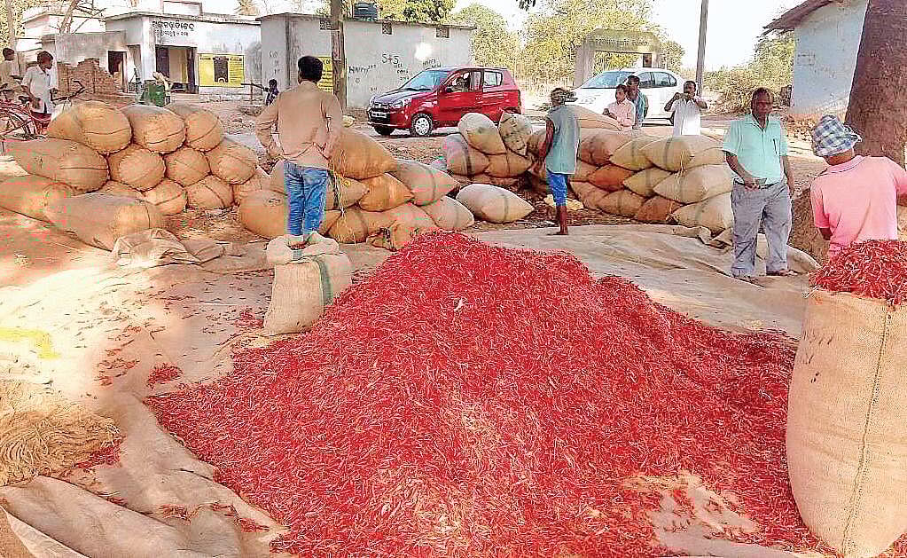 Lockdown: Trading begins at Guntur chilli yard after two months