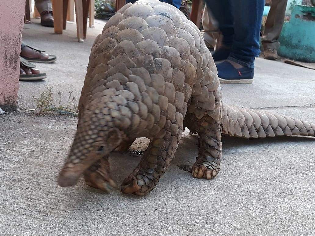 Pangolin poaching: An invitation to downfall?