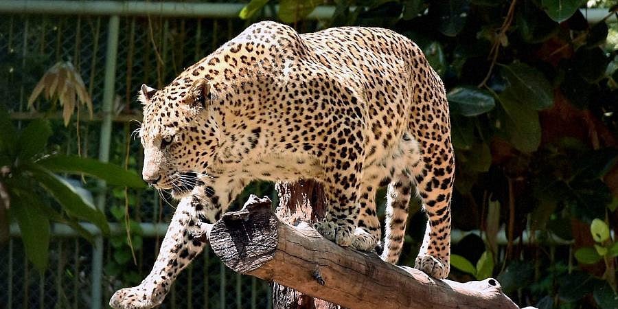 Children lock themselves in classrooms after leopard enters school in UP