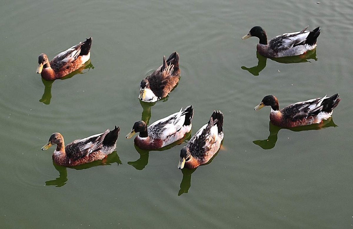 Bird Flu: Duck which escaped mass culling at Sanjay Lake in Delhi falls ...