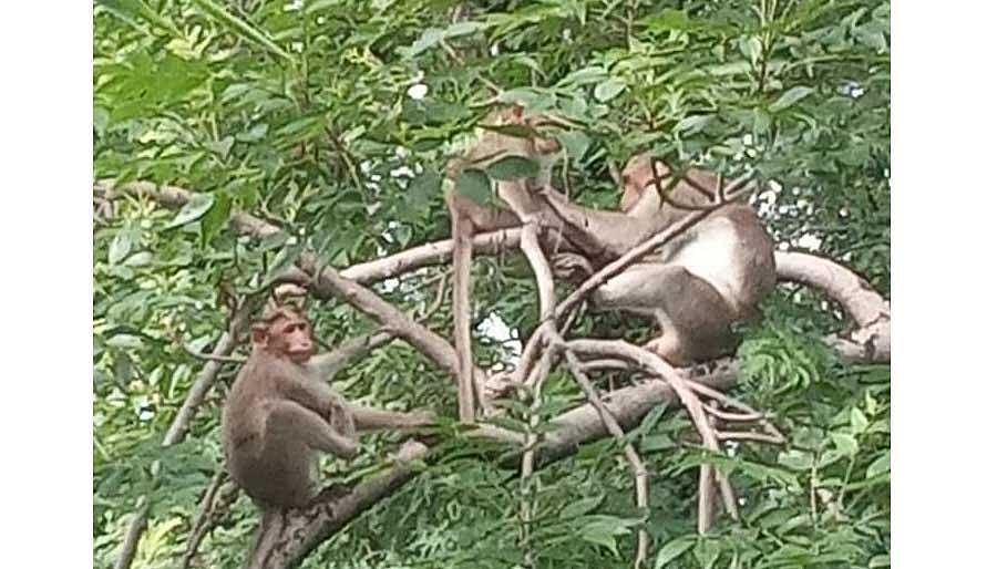 Residents of this village living under a reign of simian terror for two ...