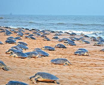Mass nesting of Olive Ridley turtles begins at Odisha's Gahirmatha ...