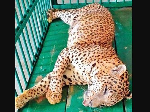 Leopard dies of tick-borne disease in Odisha's Nandankanan