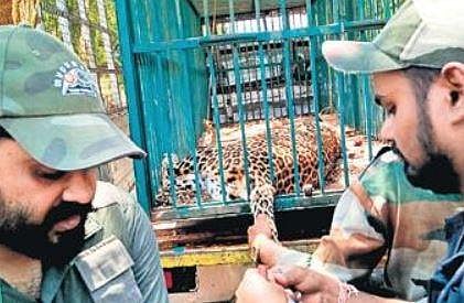 Suspected killer leopard caught alive