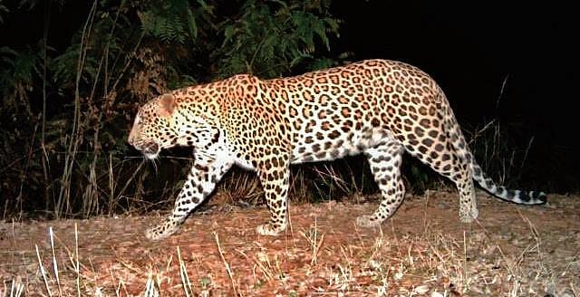 Forest department looks for ‘killer’ leopard