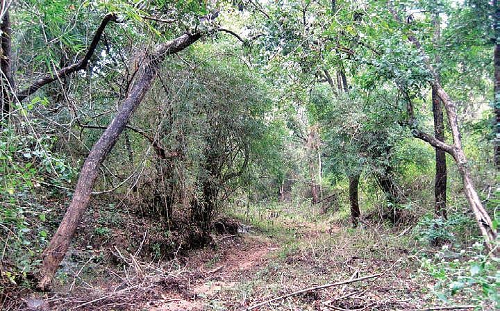 Karnataka's Shettihalli Wildlife Sanctuary will be redrawn with new ...