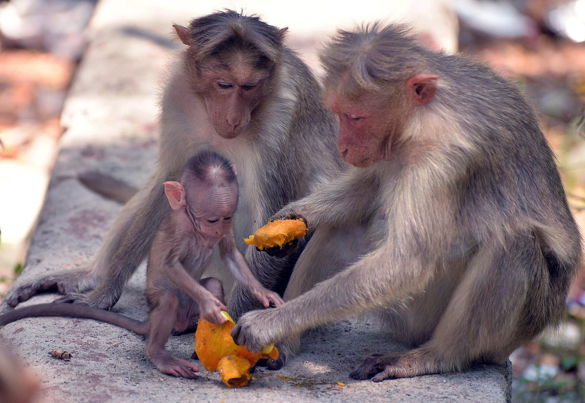 Corona infection suspected as monkeys with pneumonia-like symptoms die ...