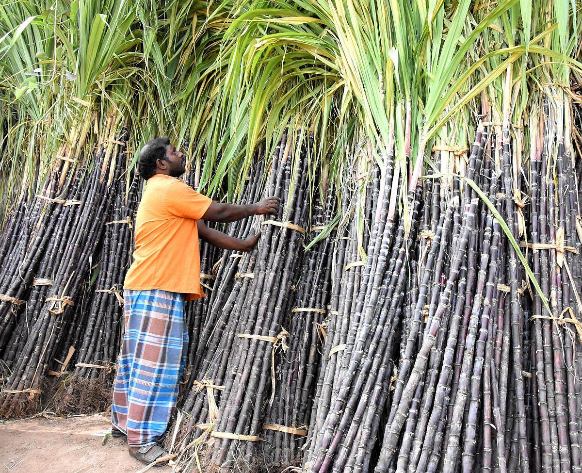 Harur sugar mill in Dharmapuri to start sugarcane crushing from Dec 5