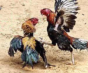9 held for rooster fight, gambling
