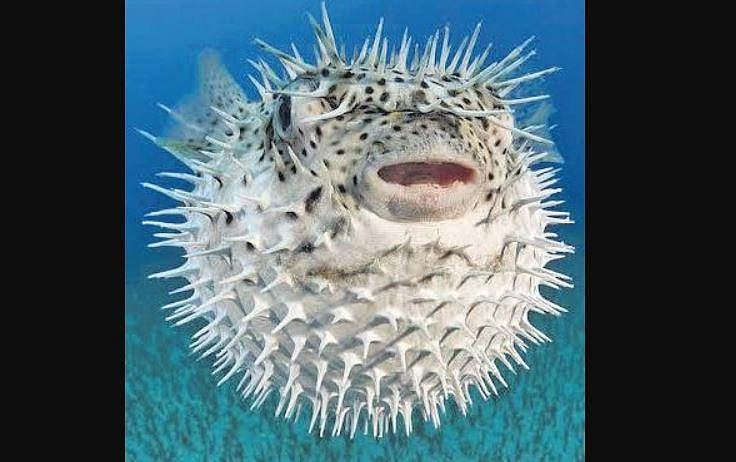 Coronavirus lookalike fish spotted in Karwar