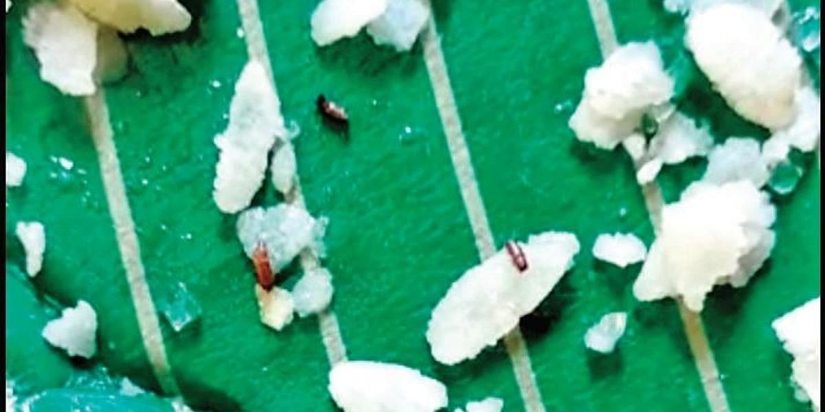 Odisha: COVID-19 quarantine centres protest over insects in food