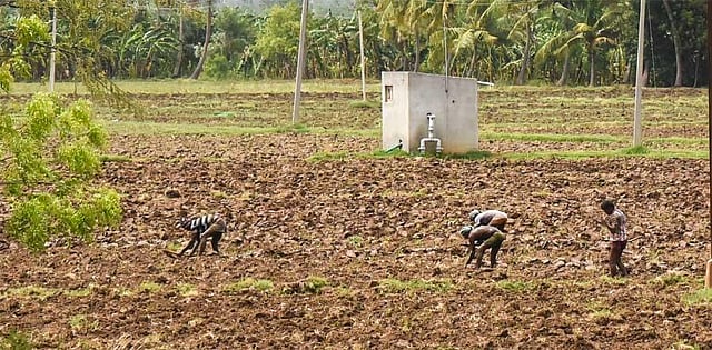 Kuruvai crop area set to increase in Tiruchy