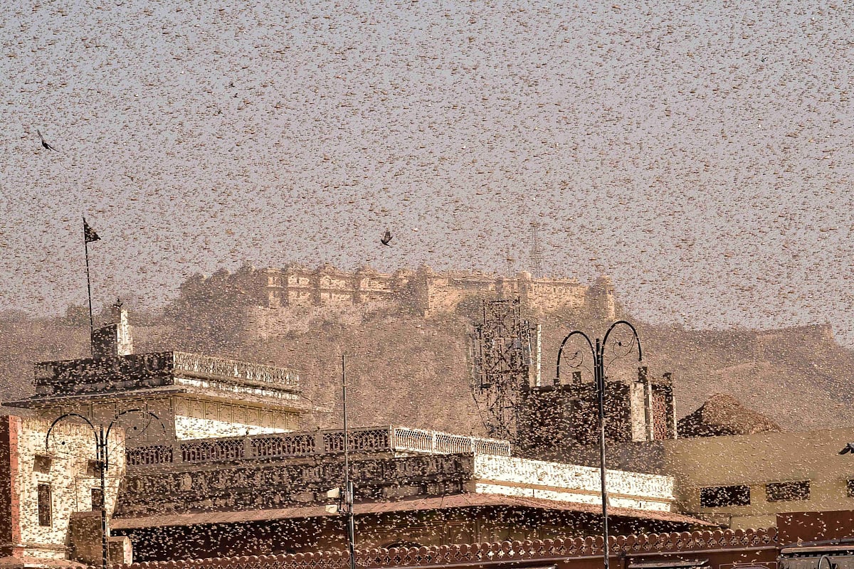 Jhansi on alert against locusts, fire brigade ready to spray insecticide