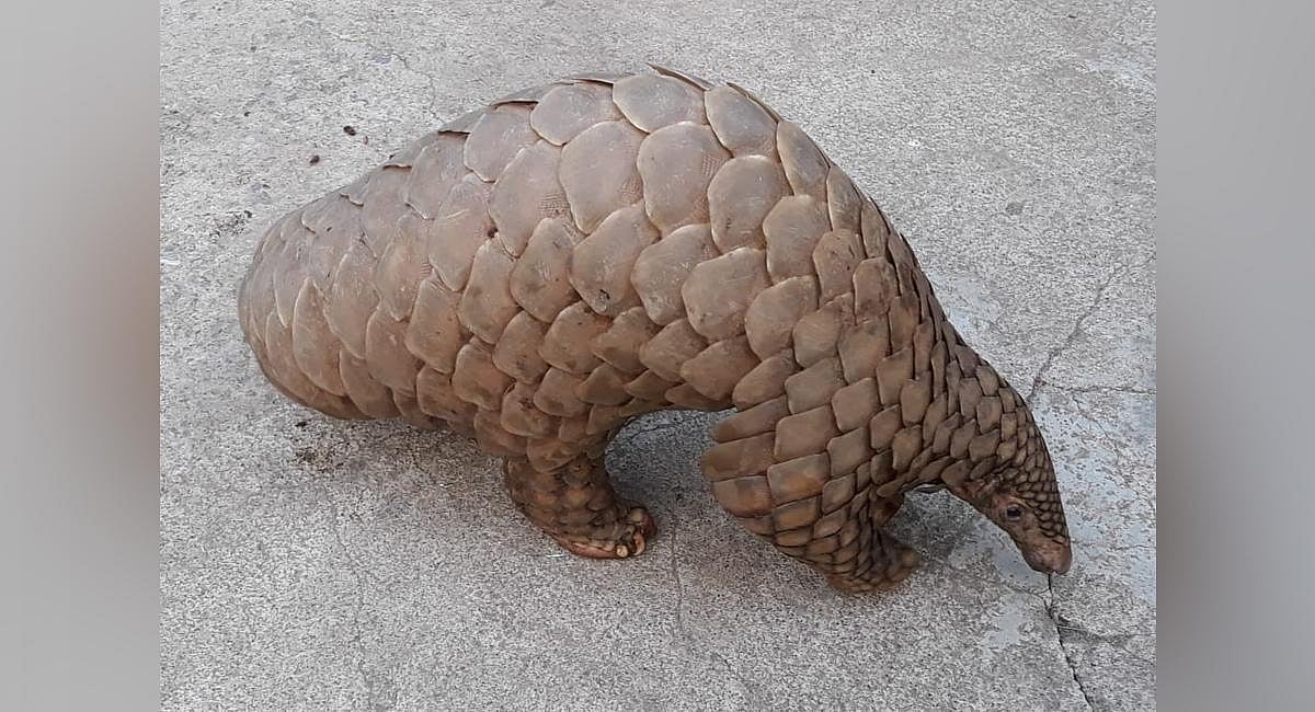 Pangolin rescued from quarantine centre in Odisha to undergo COVID-19 test