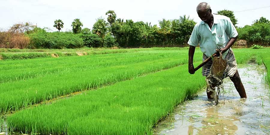 Kuruvai cultivation commences in Mayiladuthurai