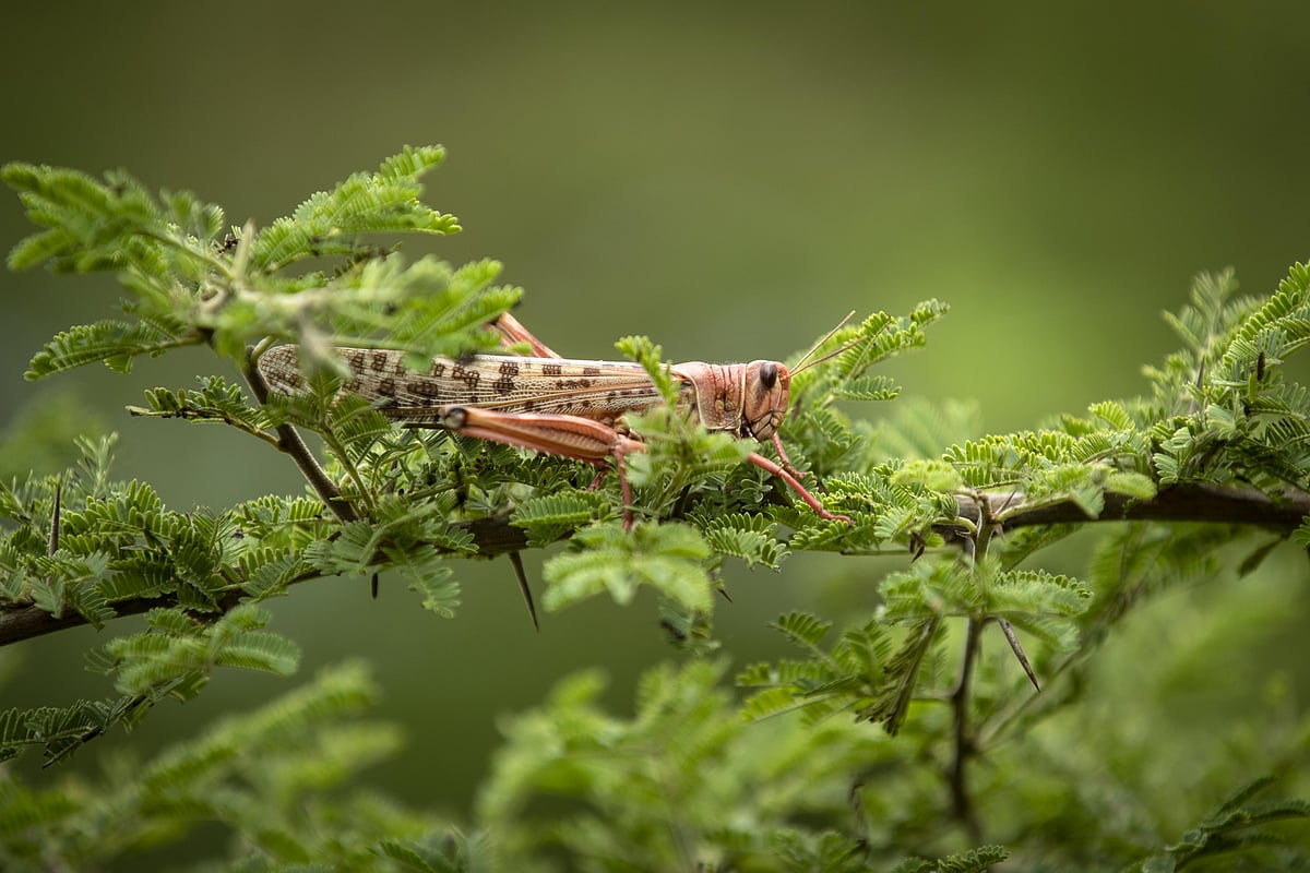 India's locust control depends on chemical spray alone, ignores natural ...
