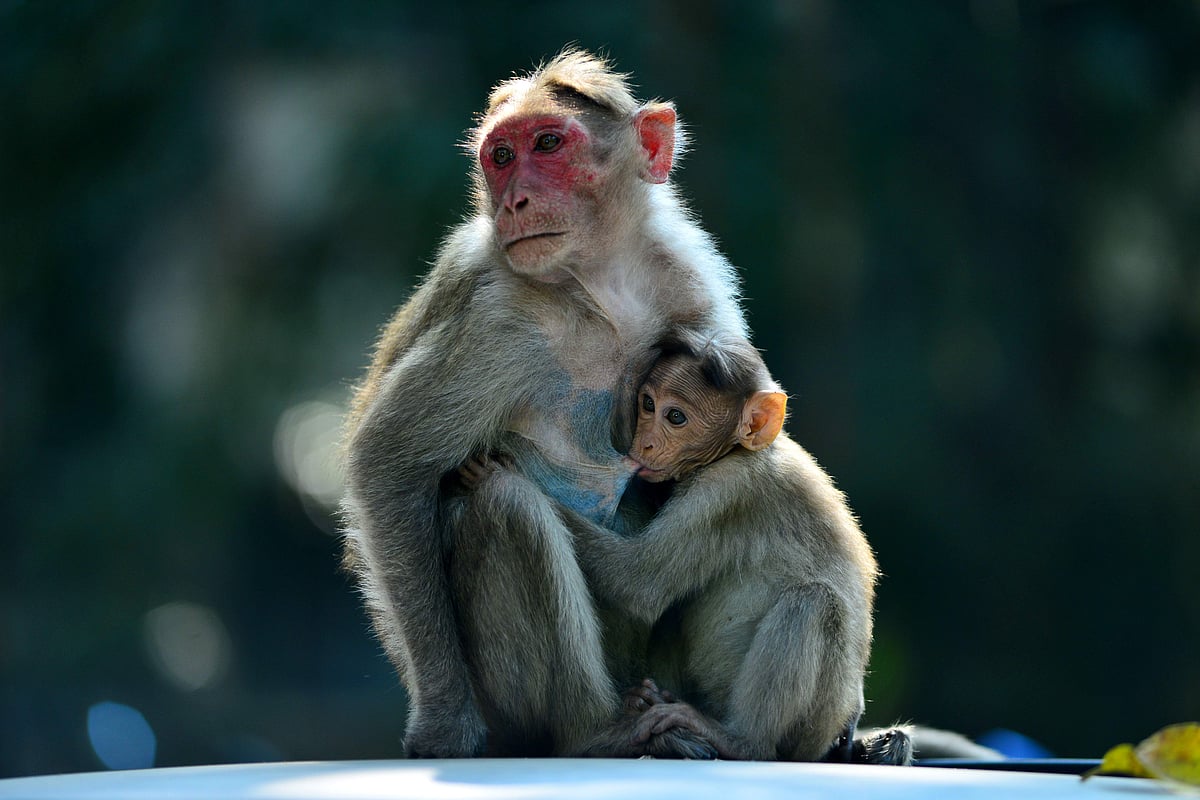 Monkey named Route calls 911 from zoo