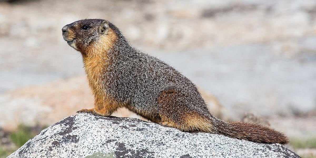 Chinese city of Bayannur sounds alert for bubonic plague caused by marmots