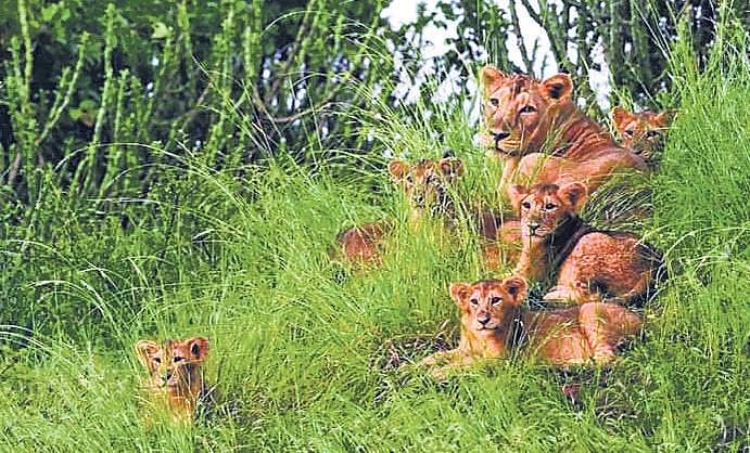 'Project Lion' for conservation of Asiatic Lion announced ...