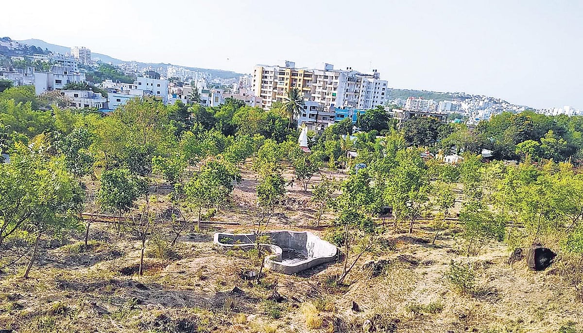 Maharashtra forest department makes urban forest in the midst concrete ...