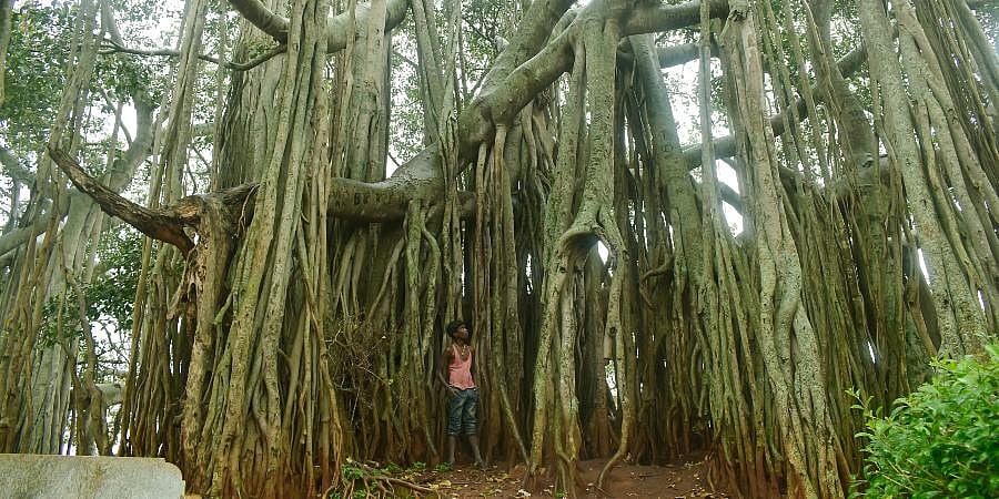 Crowd-funding initiative helps save 100-year-old banyan tree in Goa