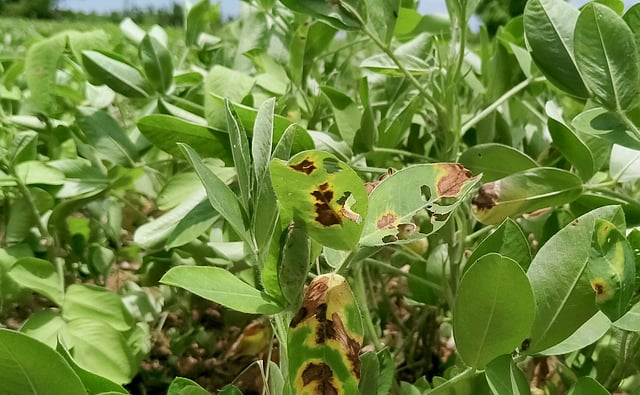 Vellore farmers stare at huge loss as leaf spot disease hits groundnut ...