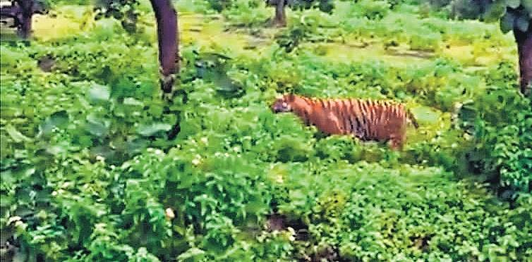 Tiger movement gives A’bad natives the chills