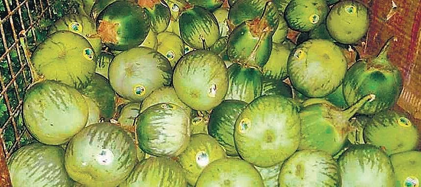 History as an entrée: The story of Udupi Brinjal or Gulla