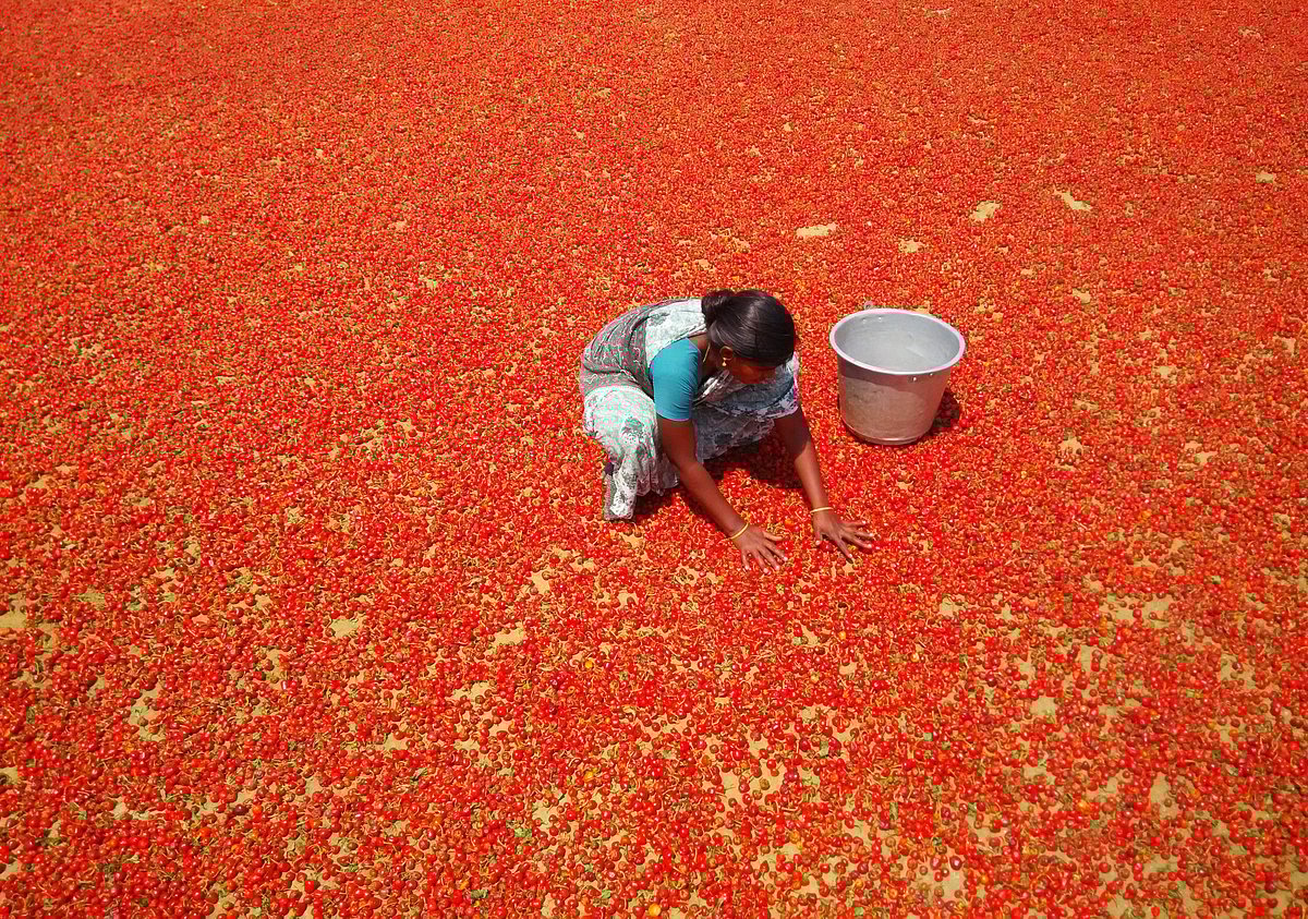 Trading begins at Guntur chilli yard