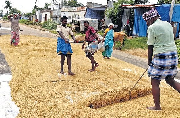 Highest Kuruvai paddy cultivation in Delta in 30 years