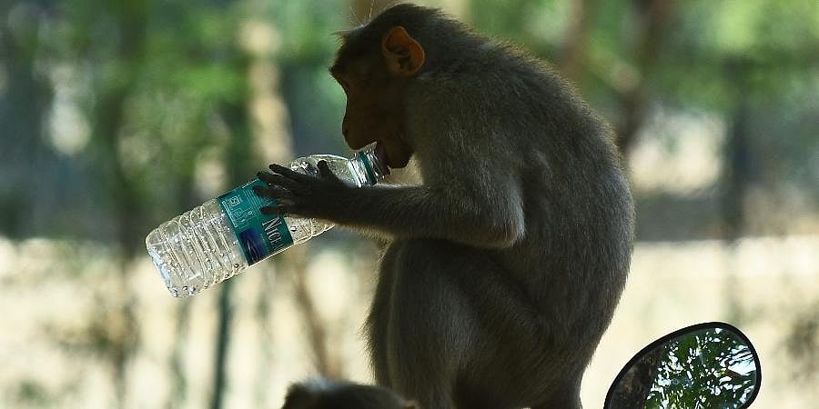 Monkey attack injures 11 in Odisha's Jajpur