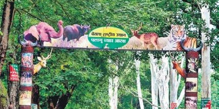 Palamu Tiger Reserve to ensure vaccination of nearly two lakh cattle in ...